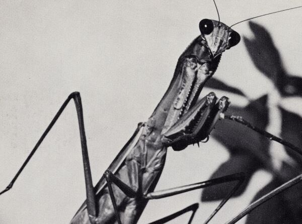 Courtney Barnett – Creature Of Habit - FEMMUSIC Magazine